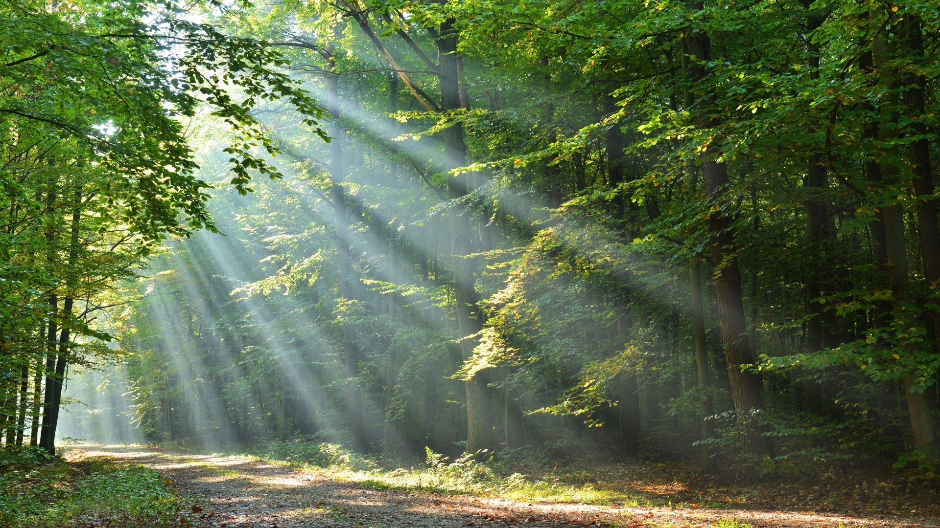 Quaestus sells Spačva to Pervanovo